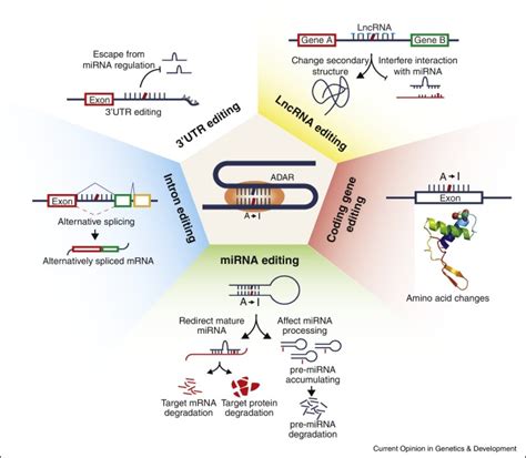 Modern Science Refutes The Evolutionary Theory Snps Based On Cdna Sequence Could Be Artifacts