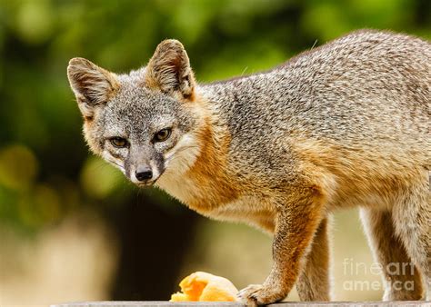 Santa Cruz Island Fox Photograph By Carl Jackson Fine Art America