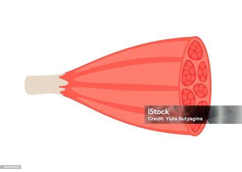 근육 내부의 빨간색 단면 섬유 부분 신체 인간 골격 근육 조직 내부 벡터 일러스트레이션 근육질 체격에 대한 스톡 벡터 아트 및