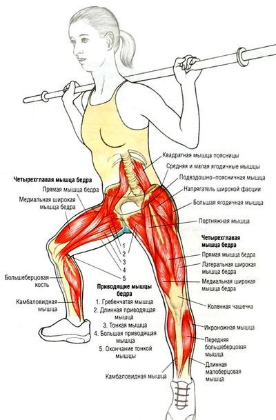 Приседания со штангой с широко разведенными ногами — SportWiki энциклопедия