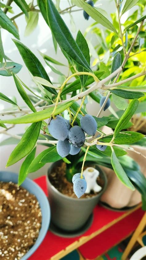 올리브나무 키우기 열매 수확 네이버 블로그 올리브나무 키우기 열매 수확 네이버 블로그