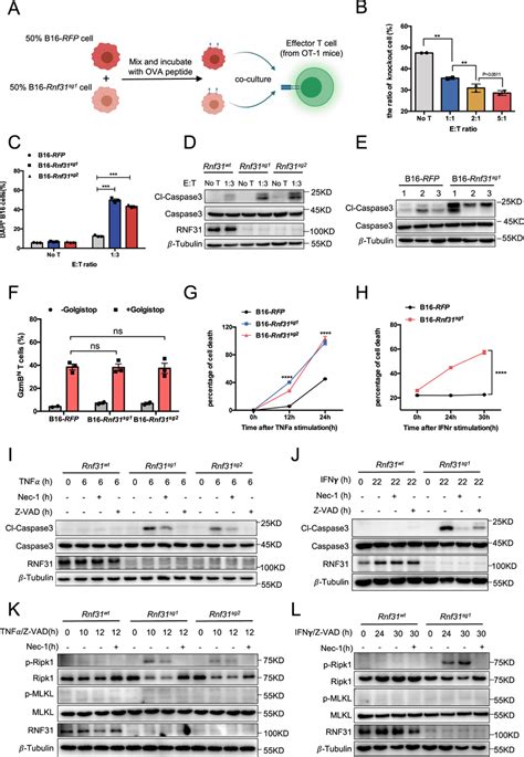 Loss Of Rnf31 Promotes Tnfα Ifnγ Induced Ripk1 Kinase Dependent