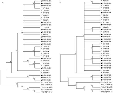 Phylogenetic Tree Generated By The Neighbour Joining Method With 1000