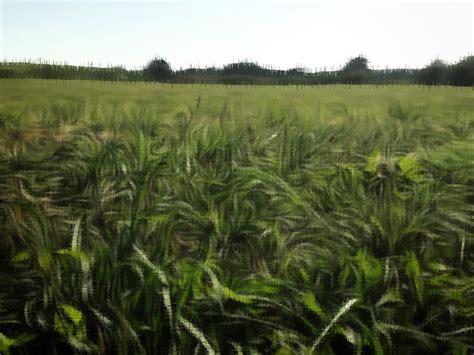 Green In The Wind Rpics