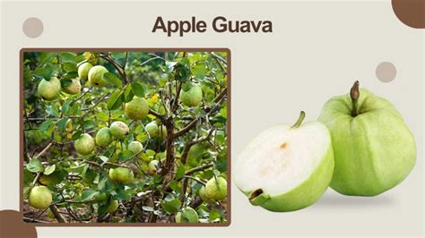 25 Popular Types Of Guava Namesidentification And Key Features
