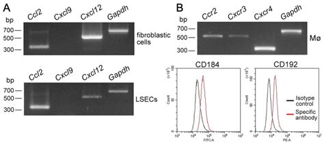 A Schematic Diagram Highlighting The Property Of Kupffer Cells Download Scientific Diagram