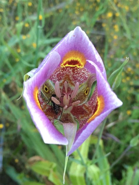 Yellow Mariposa Search Native Plant Hub