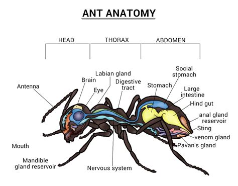 Do Teeny Tiny Ants Even Have Brains Smore Science