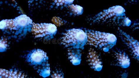 Underwater Microscope Macro Photography Of Colorful Blue Corals Polyps Stock Image Image Of