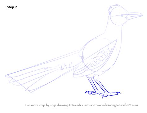 How To Draw A Greater Roadrunner Birds Step By Step