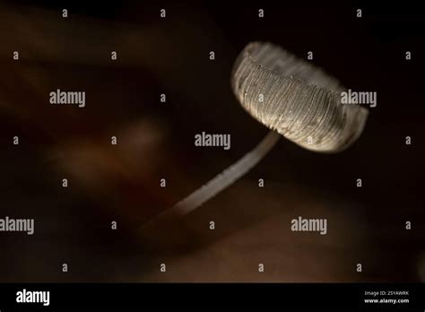 A Delicate Translucent Mushroom Illuminated In A Soft Dark Setting The Gills And Stem Are In