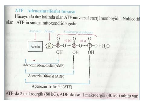 Biologiya 10 Atf Pptx