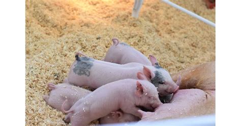 Изследват въздействието на биологичните храни върху здравето на прасетата Български Фермер