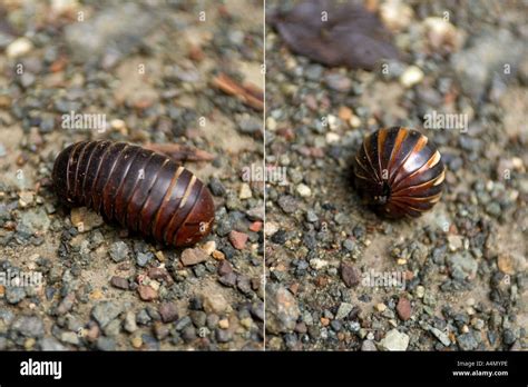 Malaysia Borneo Sabah Danum Valley Insects Pill Bug Millipede Sp