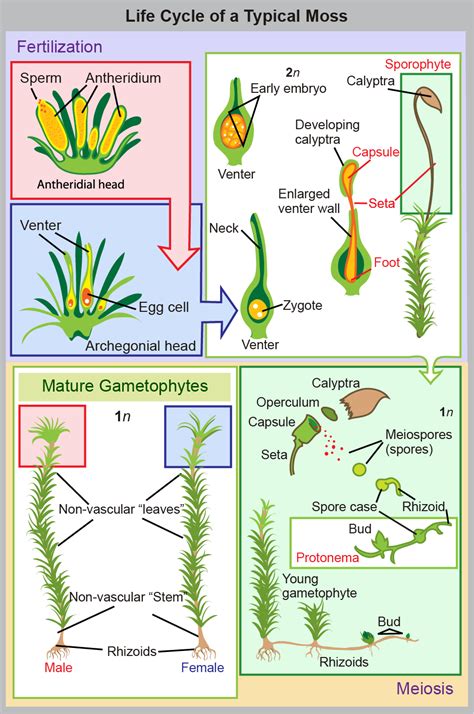Biology 2e Biological Diversity Seedless Plants Bryophytes Opened Cuny