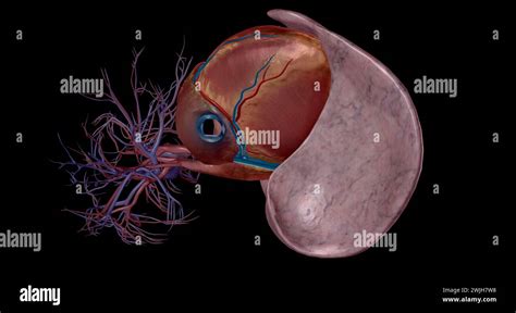Pulmonary Arteries Are Blood Vessels That Carry Blood From The Heart To