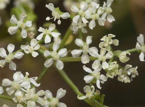 Australian Apiaceae