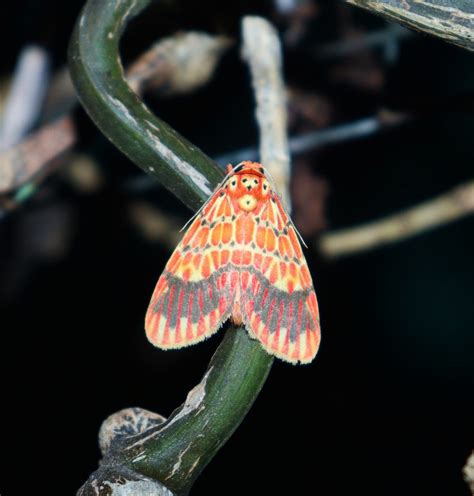 Barsine By Moinudheen On 27 July 2023