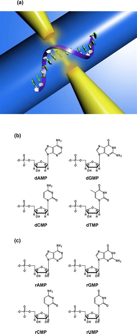 Schematic Diagram Of Single Molecule Electrical Sequencing Of Dna And