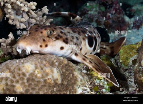 A Walking Shark Or Epaulette Shark Misool West Papua Indonesia