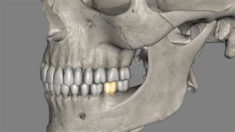 The Mandibular Second Molar Resembles The Mandibular First Permanent Molar Stock Footage Video