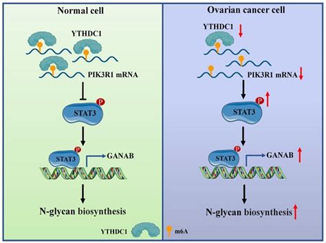 Low Expression Of M6a Reader Ythdc1 Promotes Progression Of Ovarian Cancer Via Pik3r1 Stat3