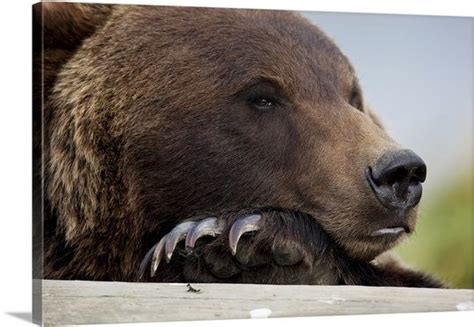 Grizzly Bear Rests Its Head On A Log At The Alaska Wildlife