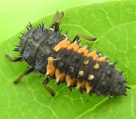 Ladybug Larva Organic Gardening Pest Control Garden Pest Control Garden Pests