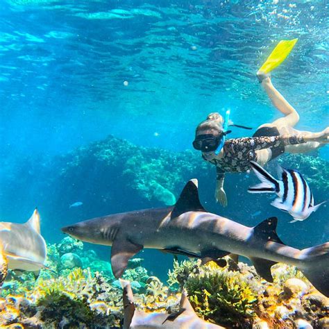 Barefoot Shark Encounters Fiji All You Need To Know Before You Go