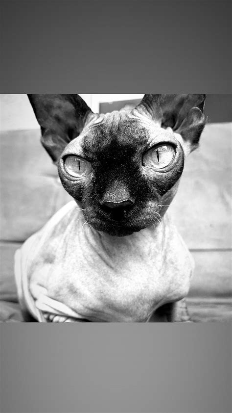 My Pretty Girl 🥰 R Sphynx