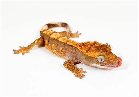 Flame Crested Gecko