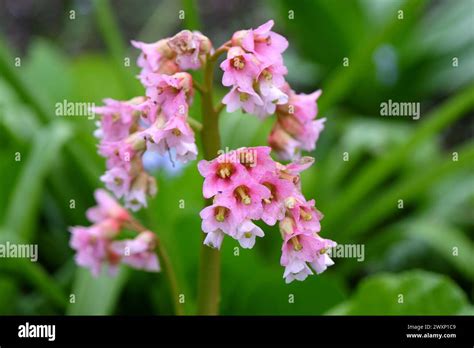 Pink Bergenia Stracheyi Stracheys Elephants Ears In Flower Stock