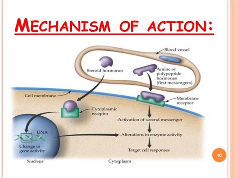Endocrine System