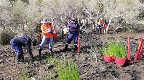 Canning River Tree Planting 25m Demand Whadjuk Ceo Gone
