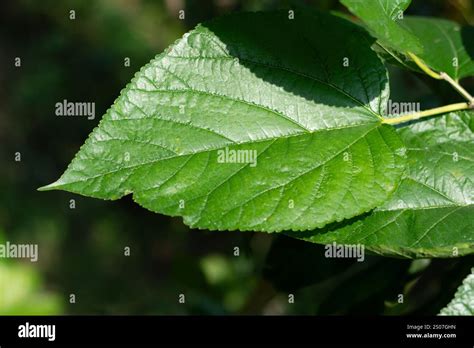 Morus Rubra Or Red Mulberry Leaf Is A Deciduous Tree That May Grow To