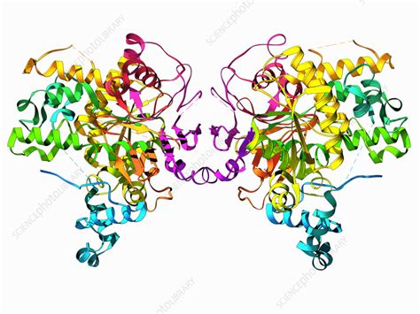 Human Asparagine Synthetase Molecular Model Stock Image C059 9537 Science Photo Library
