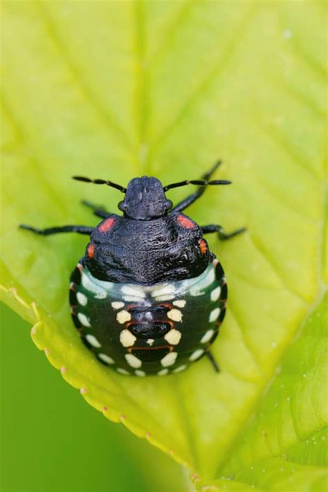 Stink Bug Nymph Stock Image Image Of Nature Fauna 255484053