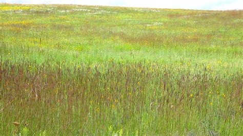 Tall Prairie Grass Tallgrass Prairie Find Iowa