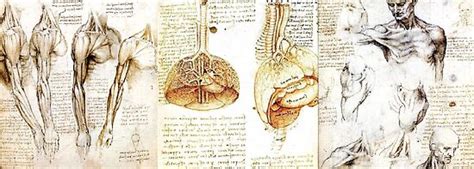 Drawing Lessons Human Anatomy And Renaissance Art