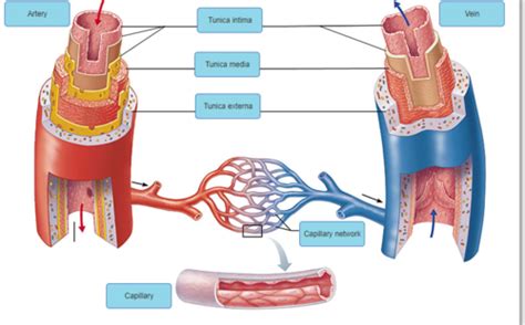Anatomy Ch 23 Flashcards Quizlet