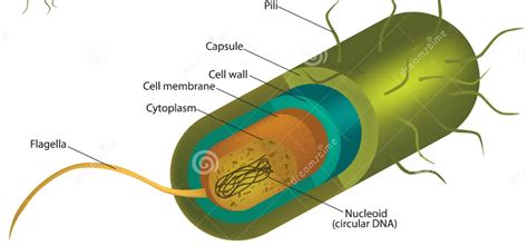 Bacterial Cell Wall Structure Composition And Types