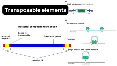 Transposable Elements Definition Types Examples Application Biology Notes Online