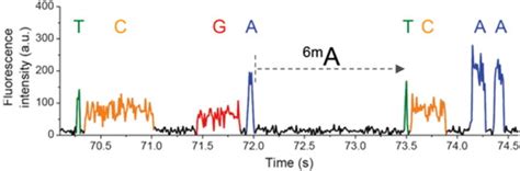 Detection Of Methylated Bases Using Pacbio Sequencing Pacbio Sequencing Download Scientific