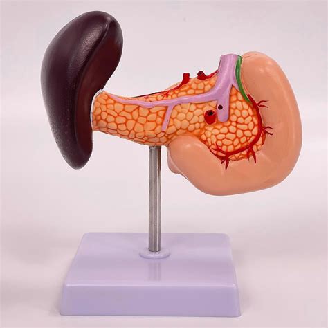 Pancreas Model With Duodenum And Spleen Educational Simulation Anatomy Model Fruugo Uk
