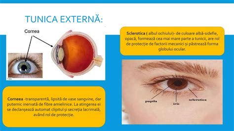 Analizatorul Vizual Stimuli Vizuali Pptx