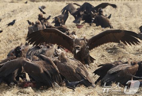 따뜻한 남쪽에서 겨울을 뉴스1