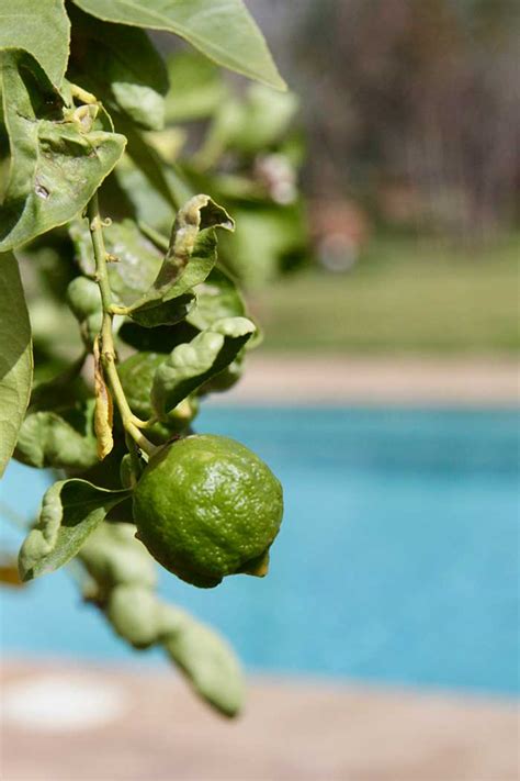 Fruits du jardin « L'Oasis Oubliée
