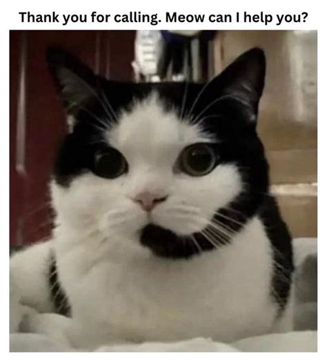 dmitrii kustov on linkedin purrfect tech support