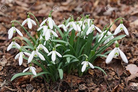 The Tiny White Flowers Of Snowdrop In Early Spring Stock Illustration Illustration Of