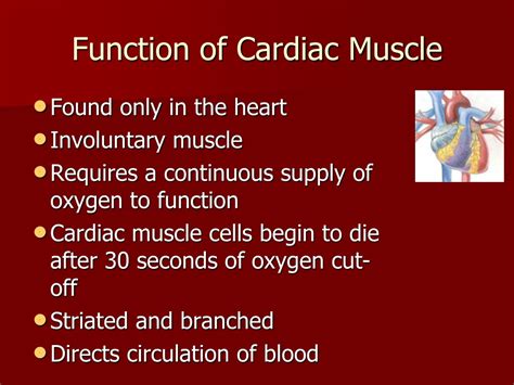 Ppt Muscular System Functions Types And Characteristics Powerpoint